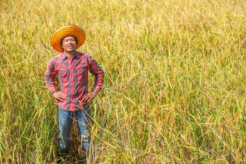 Farmer Standing in the Rice Field for Harvesting. Stock Photo - Image ...
