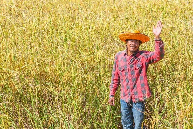 Farmer with Dog Sitting in the Rice Field for Harvesting. Stock Photo ...