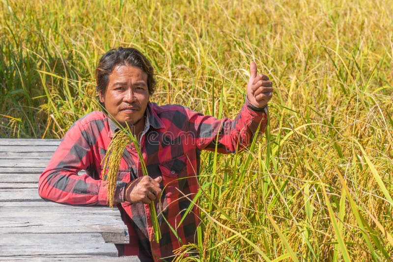 Happy Farmer Standing in the Rice Field for Harvesting. Stock Image ...