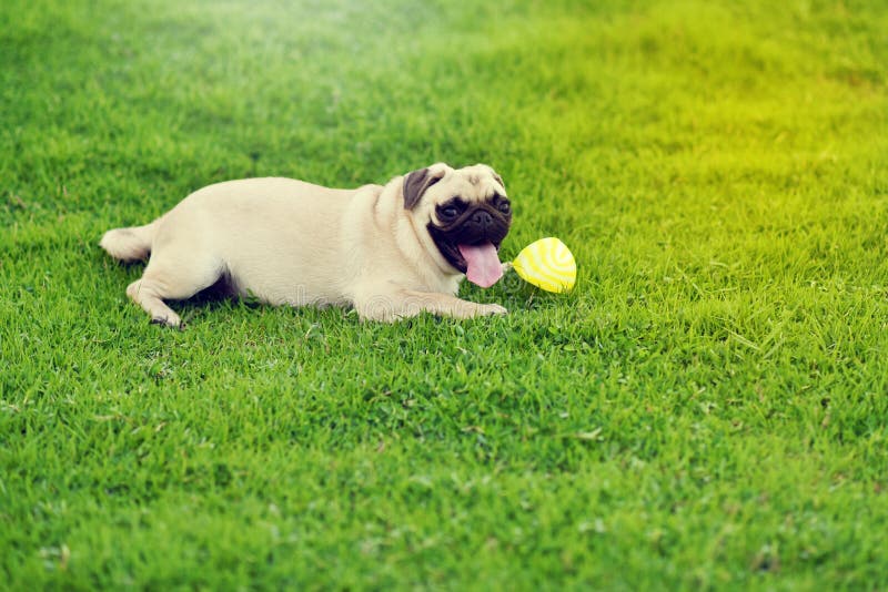 Happy fat Pug stock photo. Image of purebred, canine - 97539758