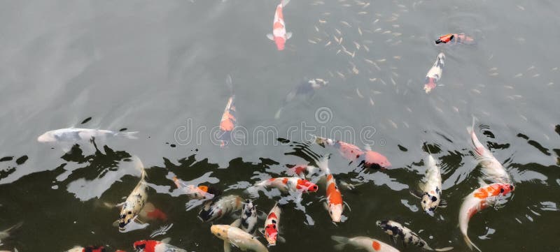 Happy Fish Being Fed in the Pond Stock Image - Image of happy, fish ...