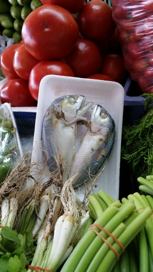 Happy Fish stock photo. Image of close, shedd, chicago - 57797648