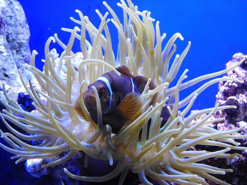 Happy fish make a wish stock image. Image of invertebrate - 260914269