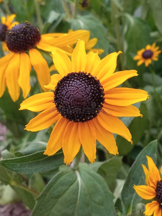 Happy flower ðŸŒ»â˜€ï¸ stock image. Image of happy - 253110603