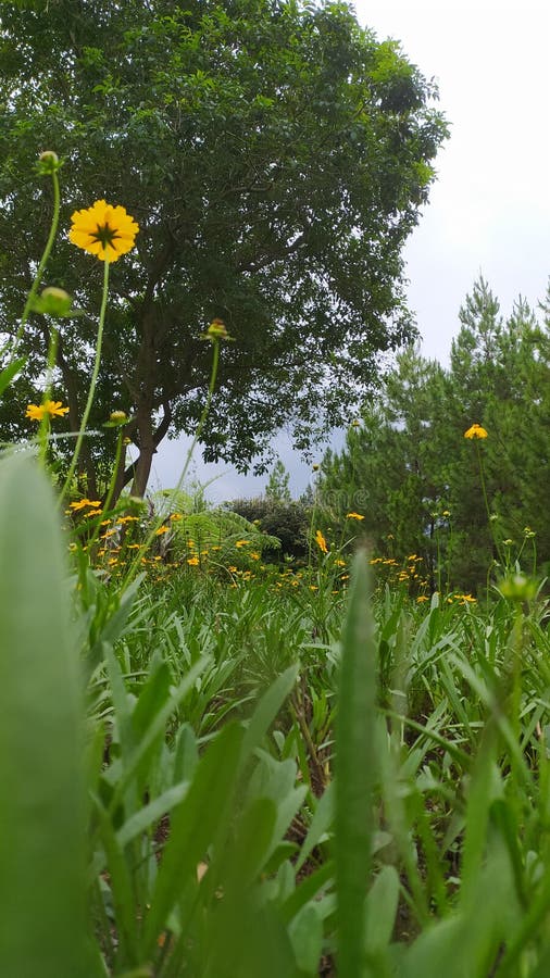 Happy Flowers Under the Tree Stock Image - Image of happiness, flowers ...