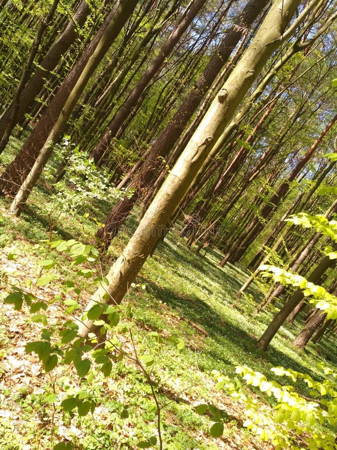 Happy Forest stock photo. Image of tree, flora, forest - 116562444