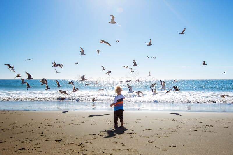 Happy and Free Boy on the Beach with Seagulls Stock Image - Image of ...