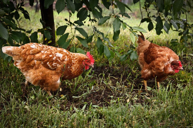 Happy, Free Chicken in the Garden Stock Photo - Image of healthy, brown ...