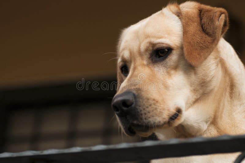 Happy and Friendly Labrador Retriever Stock Photo - Image of happiness ...