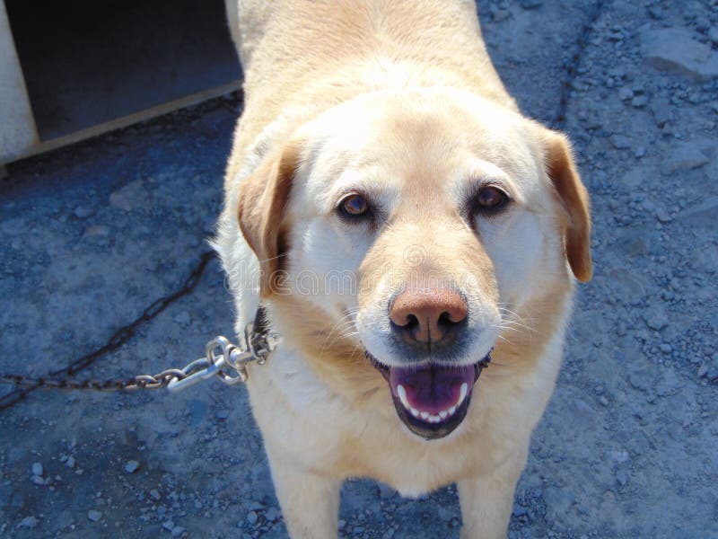 Friendly Labrador Retriever Dog Raising Paw Stock Image - Image of body ... Friendly Labrador Retriever Dog Raising Paw Stock Image - Image of body ...