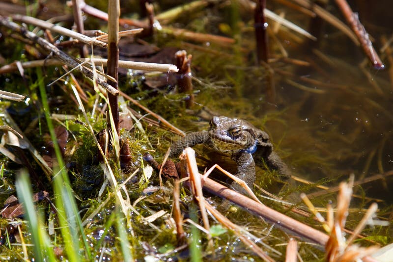 119 Gross Swamp Photos - Free & Royalty-Free Stock Photos from Dreamstime