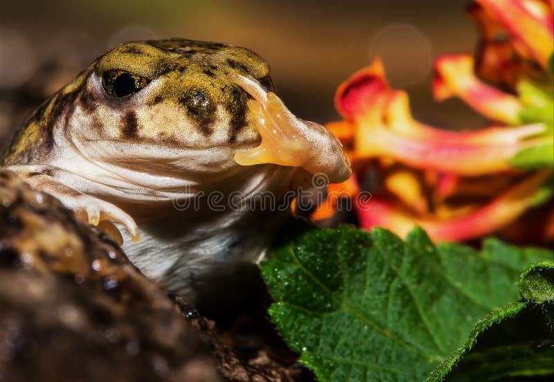Happy Frog Waves Hello stock photo. Image of park, daytime - 47814076