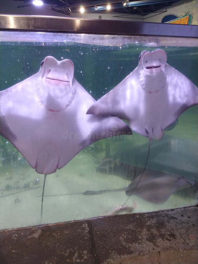 Happy fun stingrays stock image. Image of happy, animal - 220284421