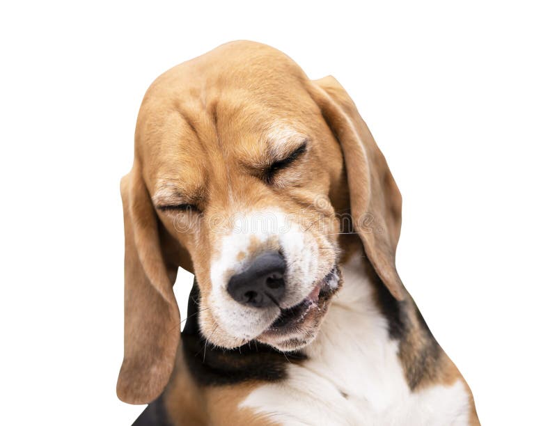 403 Laughing Beagle Stock Photos - Free & Royalty-Free Stock Photos ...