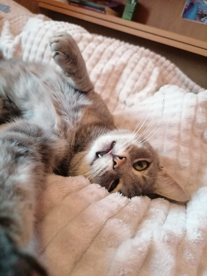 Happy and funny cat stock image. Image of mammal, carnivore - 205955807