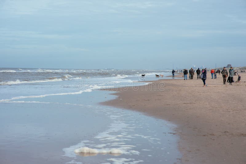 Happy dog at the sea coast editorial stock photo. Image of water ...