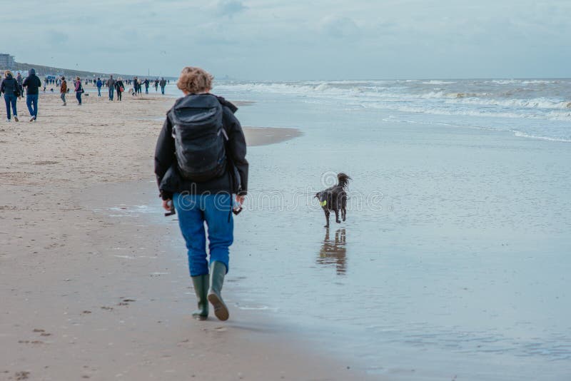 Happy dog at the sea coast editorial image. Image of coast - 101199760