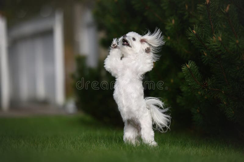 Happy Funny Maltese Dog Dancing Outdoors on Grass Stock Photo - Image ...