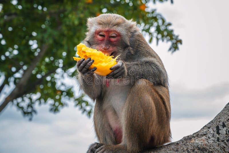 Happy Funny Monkey Eats Mango Sitting Tree Forest Wild Nature Stock ...