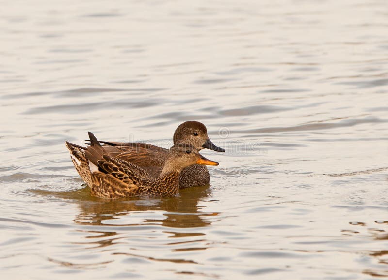 The happy Gadwall couple stock photo. Image of anatidae - 22458712