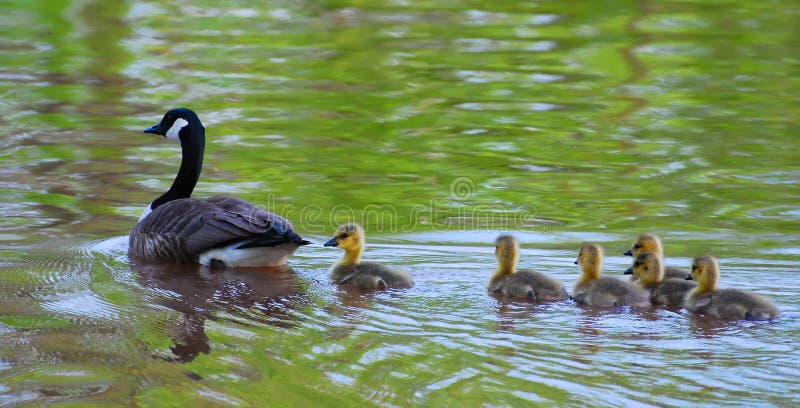 Happy Geese Family Swimming Stock Image - Image of lake, group: 12152947