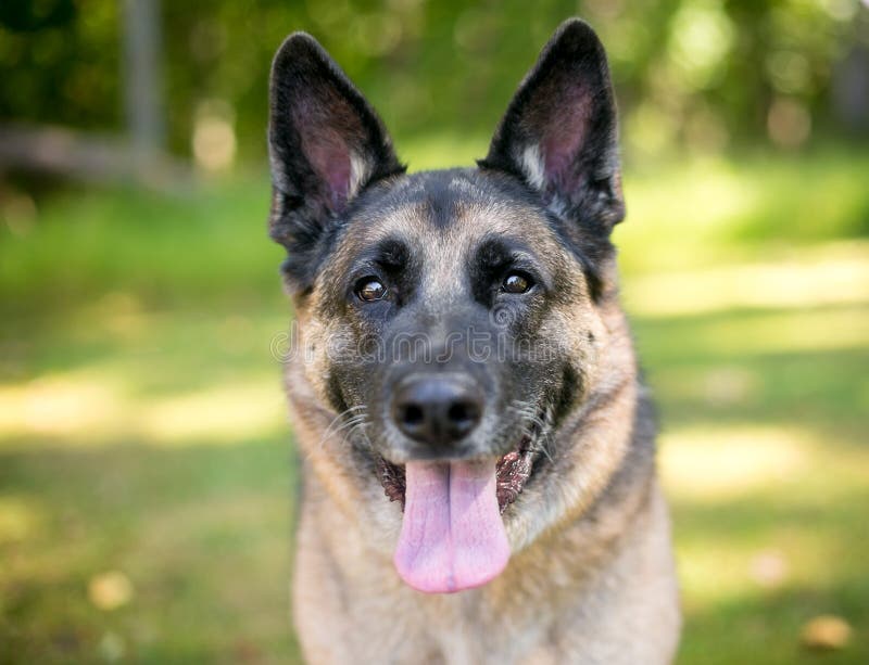 A Happy German Shepherd Dog Looking at the Camera Stock Photo - Image ...