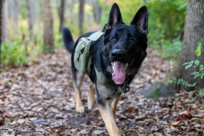 Happy German Shepherd Dog on a Fall Hike Stock Image - Image of ...