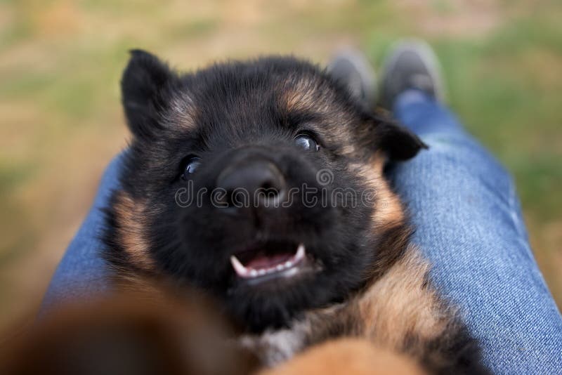 Happy German Shepherd Puppy Portrait Top View Stock Photo - Image of ...