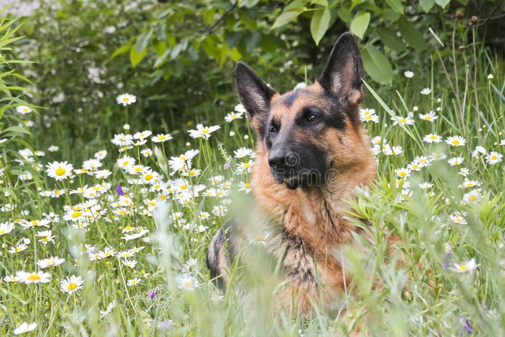 Happy German Shepherd in White Daisies Stock Image - Image of inclined ...