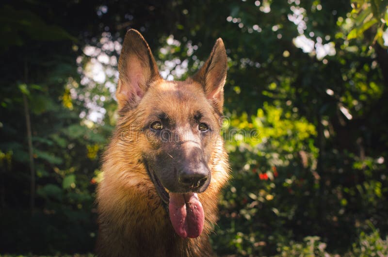 Happy German Shepperd stock image. Image of nature, german - 214664991