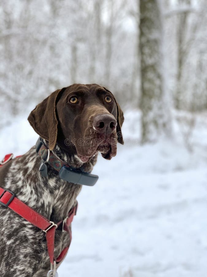 Happy German Shorthaired Pointer Dog Stock Photo - Image of park ...