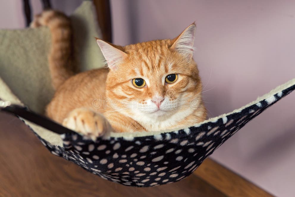 Happy ginger cat stock photo. Image of relaxation, hammock - 57475496