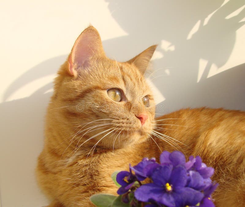 Happy Ginger Cat Lying in the Sun Stock Photo - Image of pets, nature ...