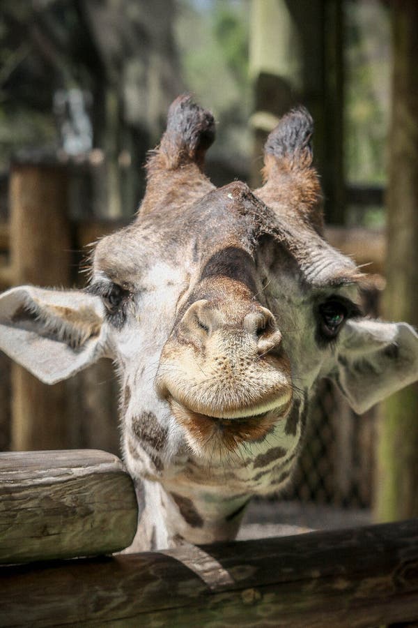 Smiling Giraffe With Teeth
