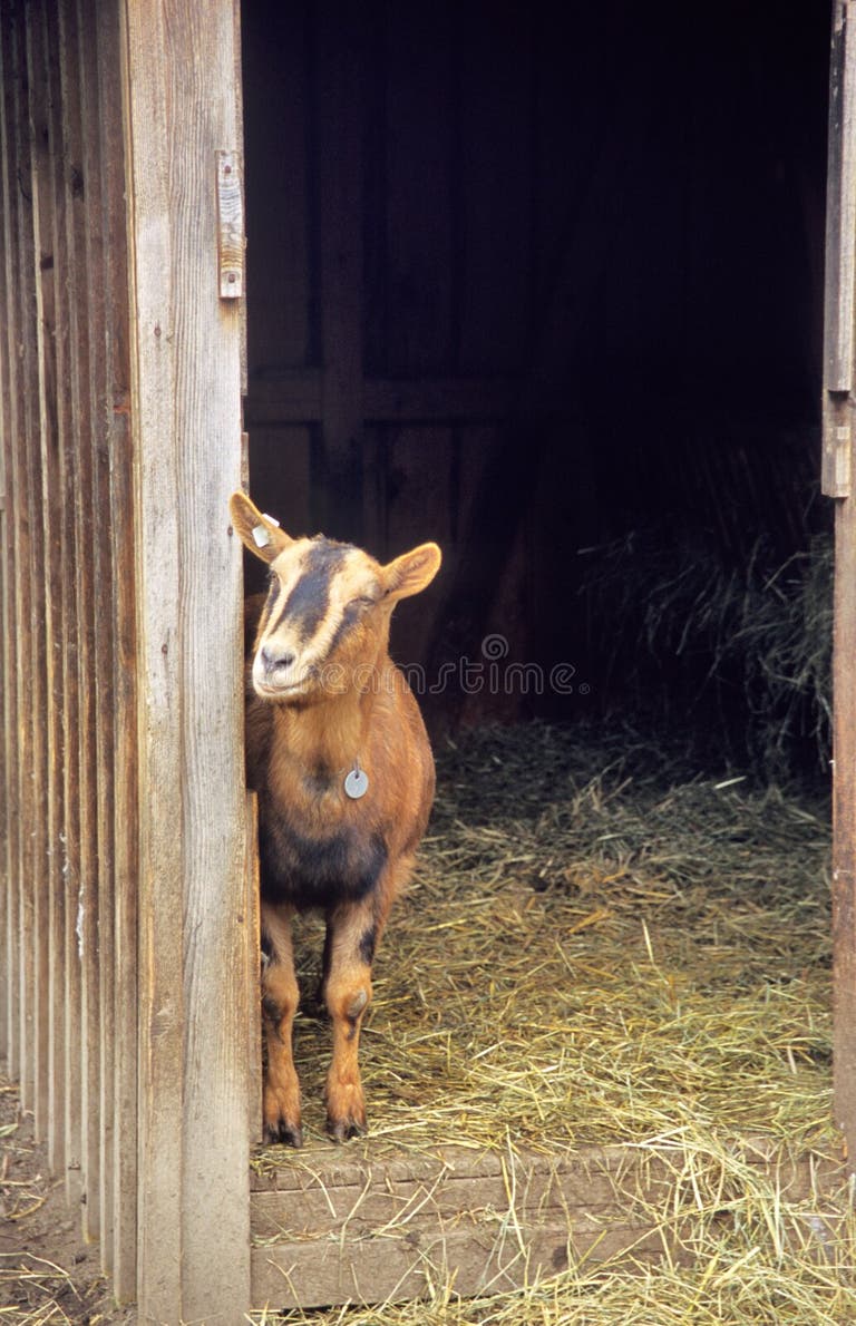 17,034 Happy Goat Stock Photos - Free & Royalty-Free Stock Photos from ...