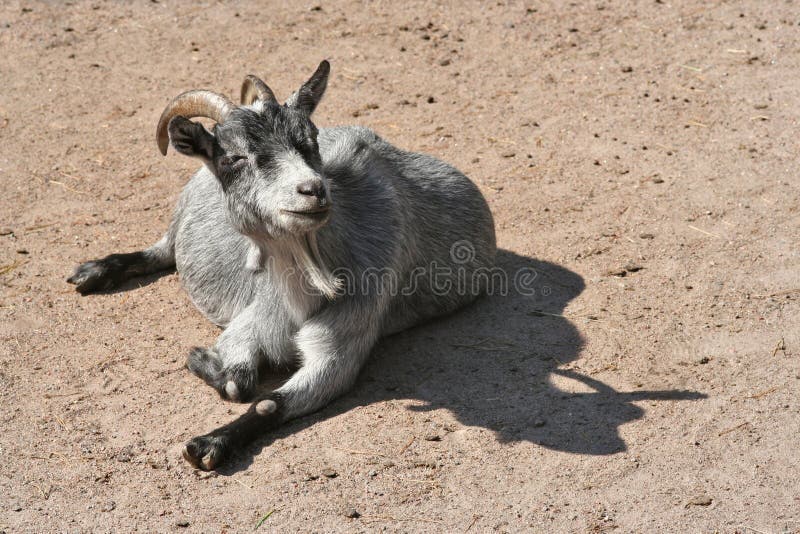 Happy Goat stock image. Image of pleasure, isolated, friendly - 22676785