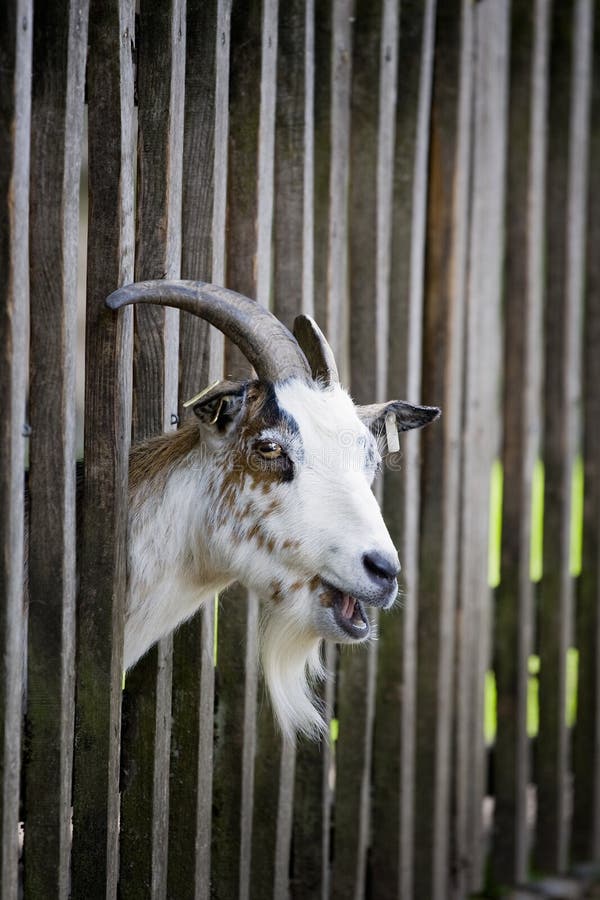 Happy goat stock image. Image of parts, facial, happy - 5967801