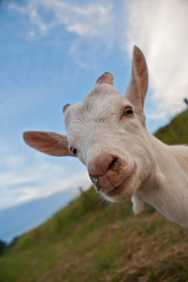 14,119 Happy Goat Stock Photos - Free & Royalty-Free Stock Photos from ...