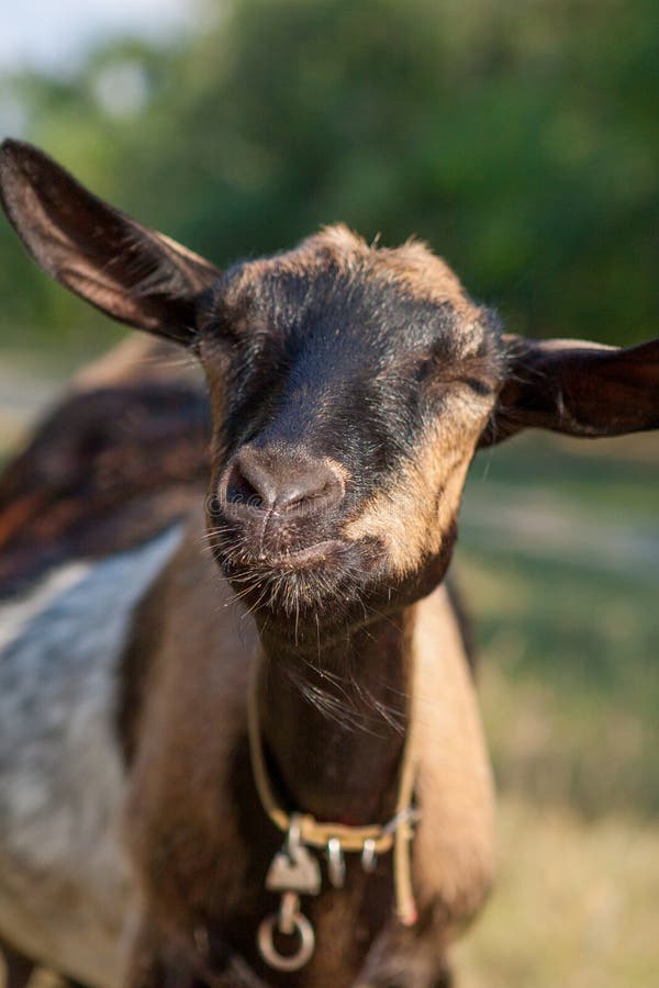 Happy Goat stock photo. Image of looks, grass, outdoor - 43059512