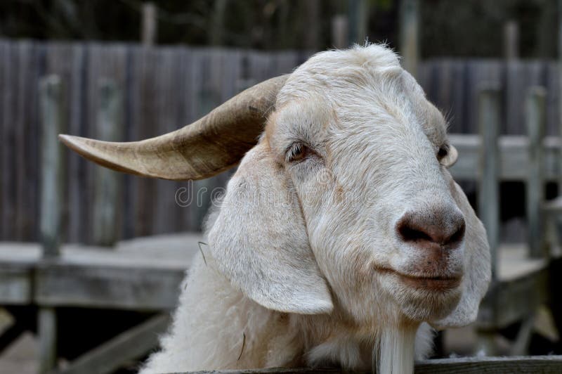 Happy Goat stock photo. Image of goat, face, goatee, smug - 69748204