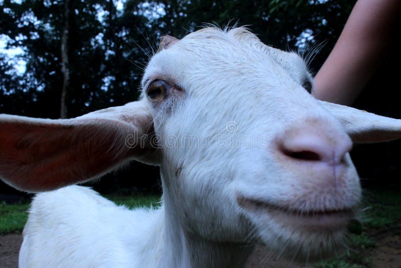 Happy Goat stock image. Image of grazing, head, goat - 219111659