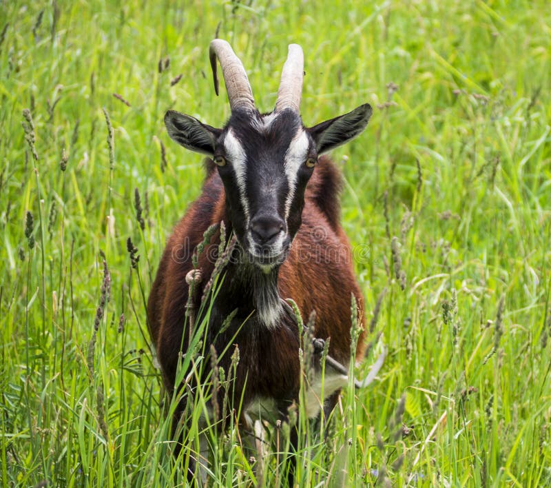 Happy Goat Graze Outdoors Brown Goat Stock Photo - Image of fauna ...