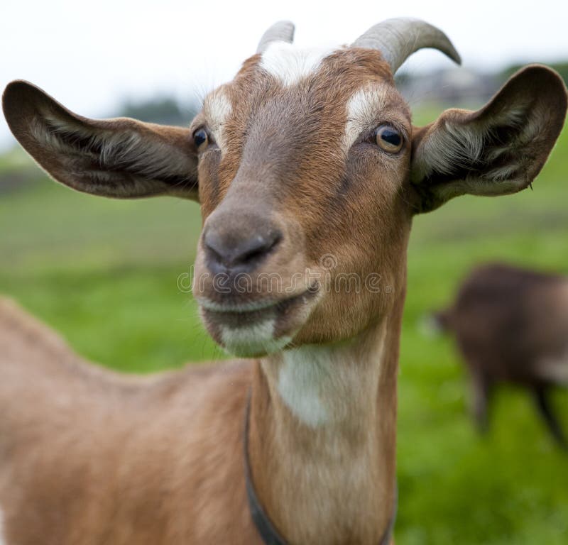 Happy goat stock image. Image of golden, animals, ears - 32864843