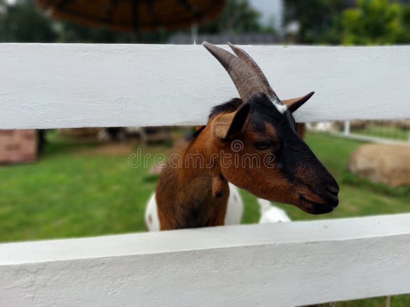 A Happy Goat Ready To Greet You Stock Photo - Image of grazing, horn ...