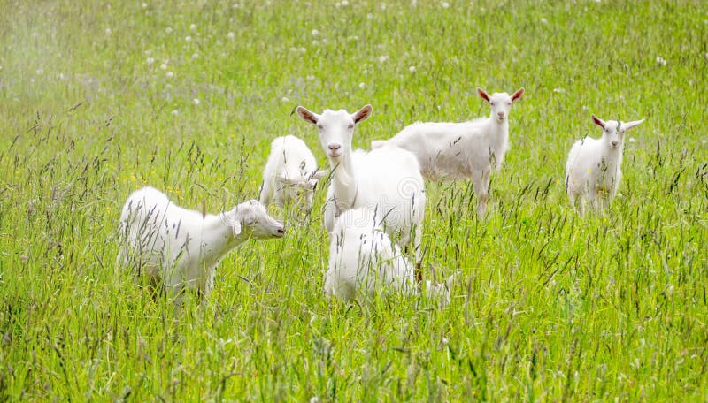 Happy Goat stock image. Image of green, farmanimals, domestic - 93739955