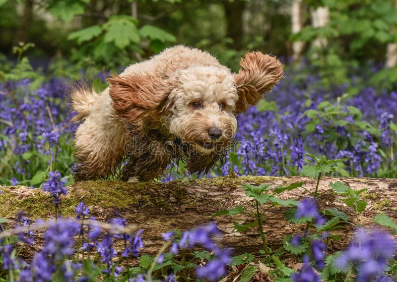The Cockapoo is a Happy Dog. Stock Image - Image of pleased, greeting ...