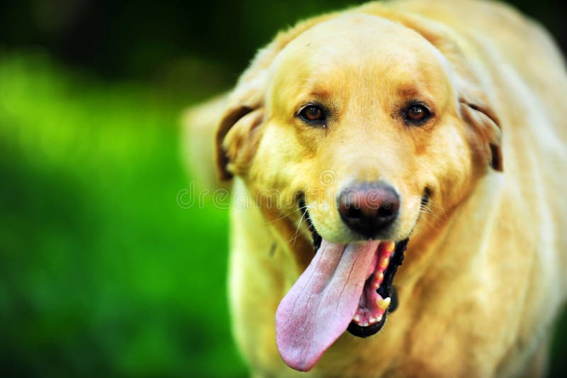 Happy Golden retriever stock image. Image of canine, play - 20053989