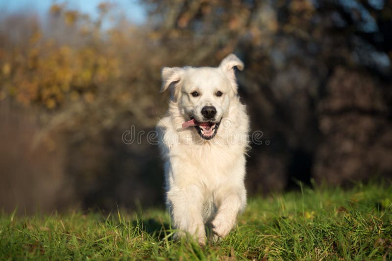 Two Happy Smiling Dogs Posing Outdoors in Summer Stock Photo - Image of ...