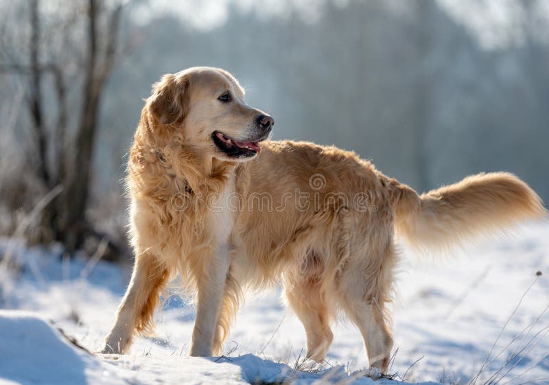 Happy Golden Retriever Dog stock photo. Image of loyal - 367796968