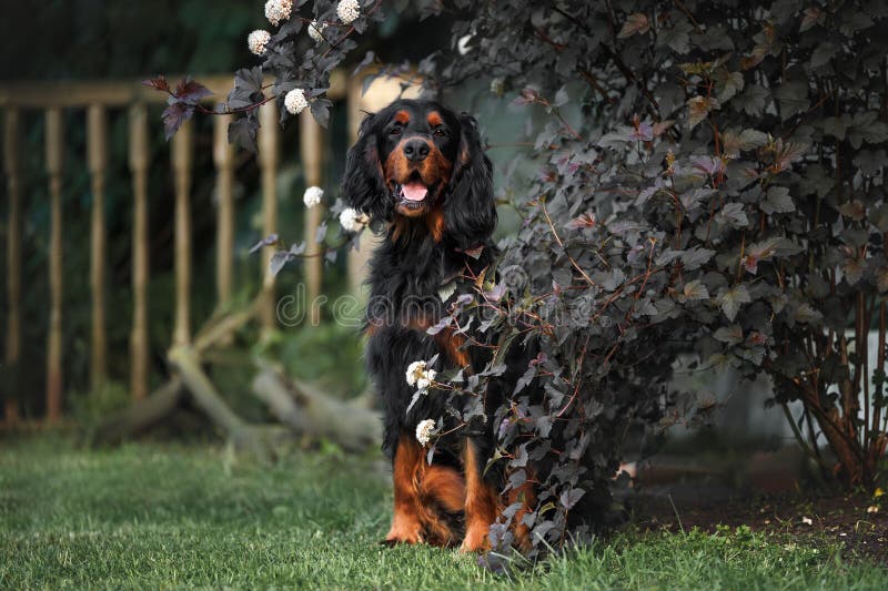 Happy Gordon Setter Dog Sitting Outdoors by a Blooming Bush Stock Image ...